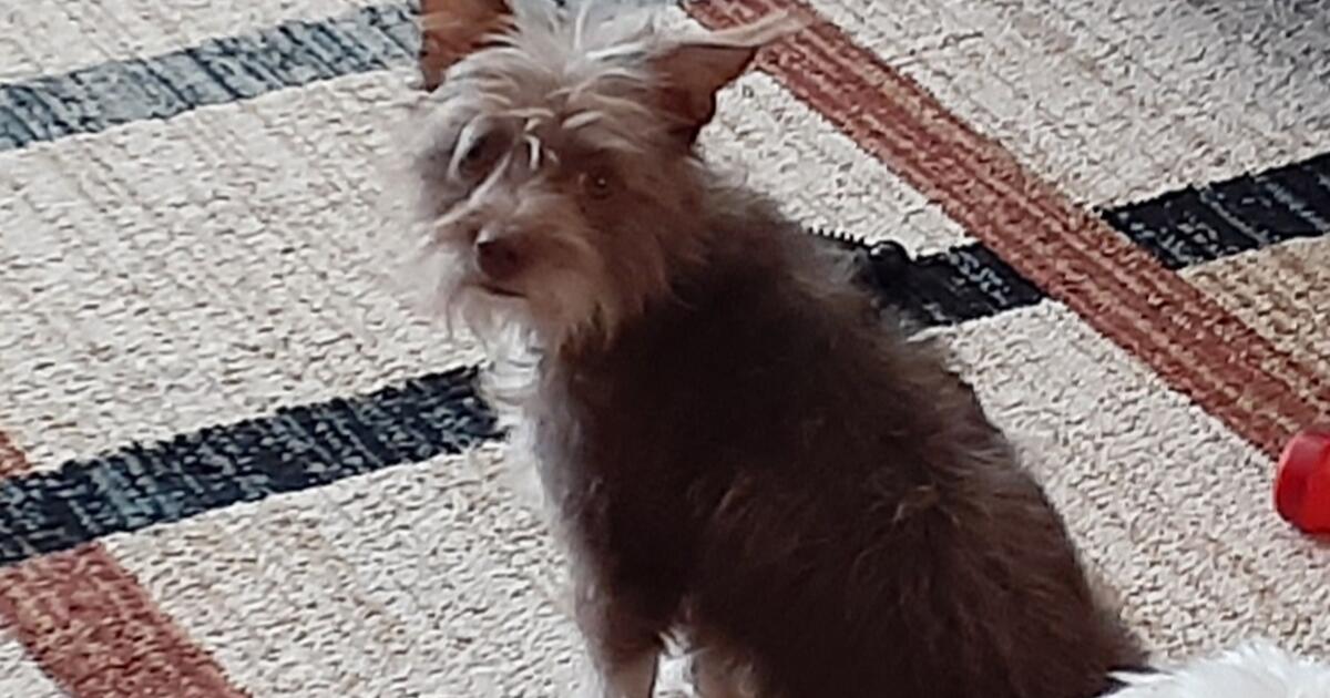 1 year old female Yorkie mix for $100 in Toano, VA | For Sale & Free ...