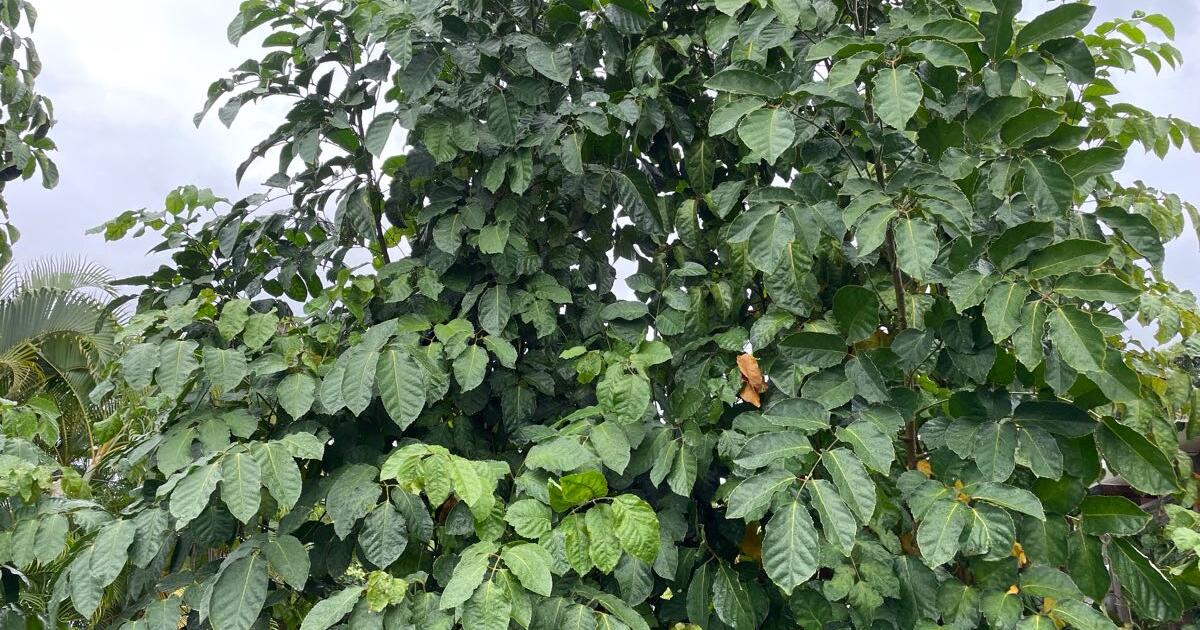 PANAX PRIVACY HEDGE / WINDBREAK - Trees & Cuttings Polyscias ...