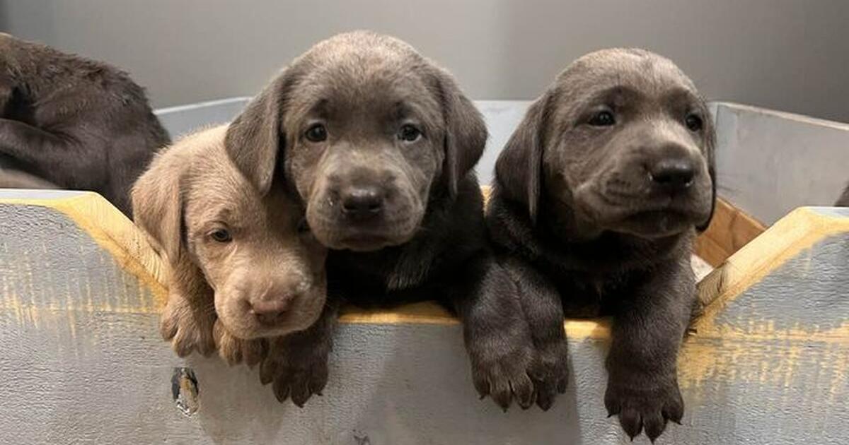 Charcoal-Silver Lab pups for adoption. for $800 in Everson, WA | For ...