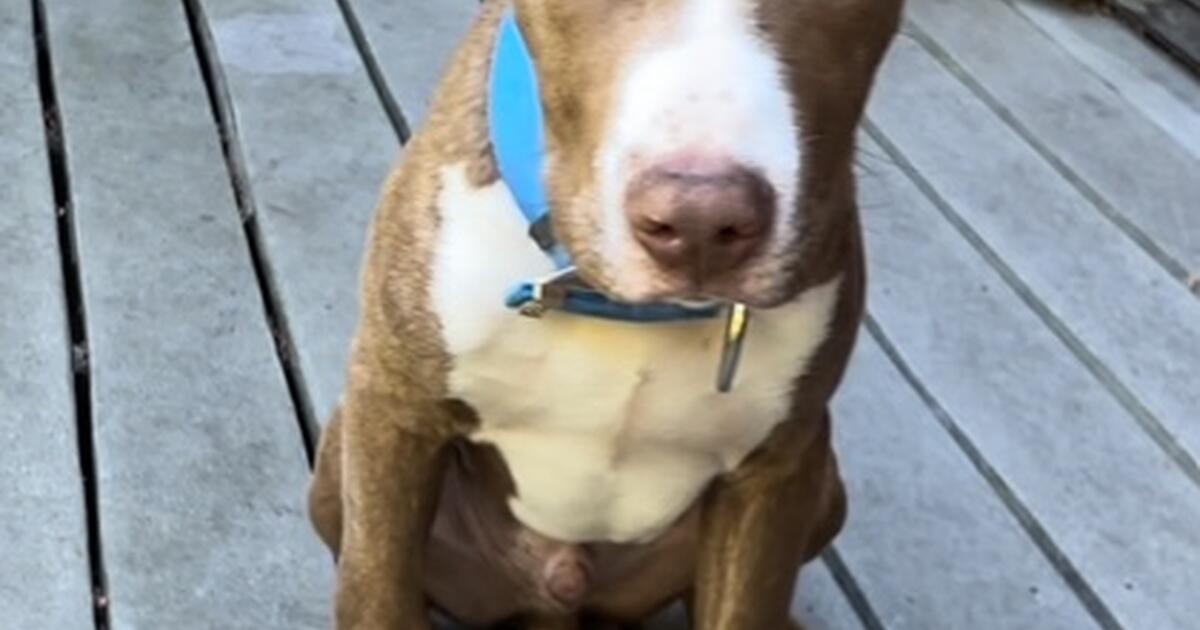 Elegant 4-month old Pitbull Red nose Boxer Mix puppy for $50 in Seattle ...