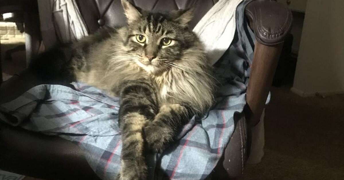 Male Mancoon- Blake and Gold for Free in Encinitas, CA | For Sale ...