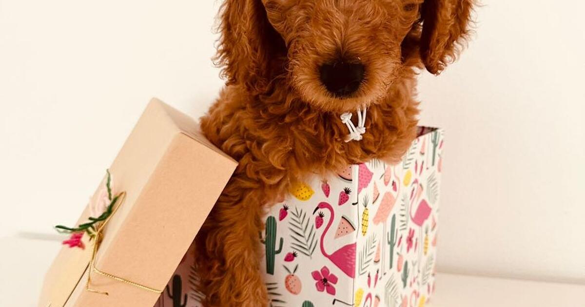 Goldendoodle mini puppies for $700 in Gulf Breeze, FL | For Sale & Free ...