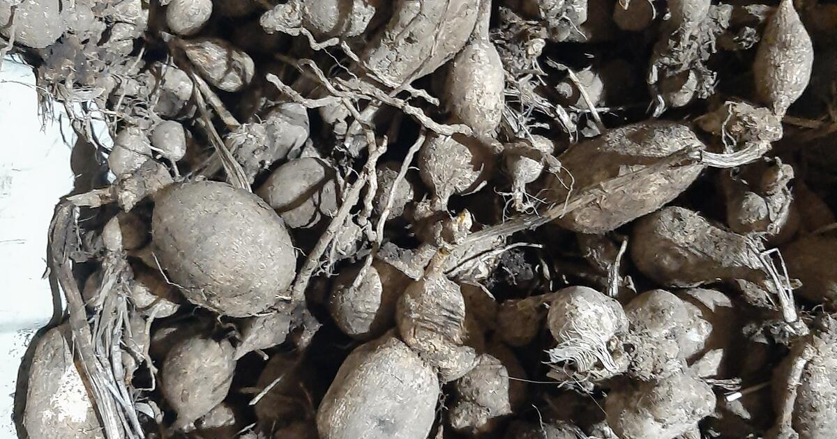 Dahlia Tuber Clumps for $2 in Olympia, WA | For Sale & Free — Nextdoor