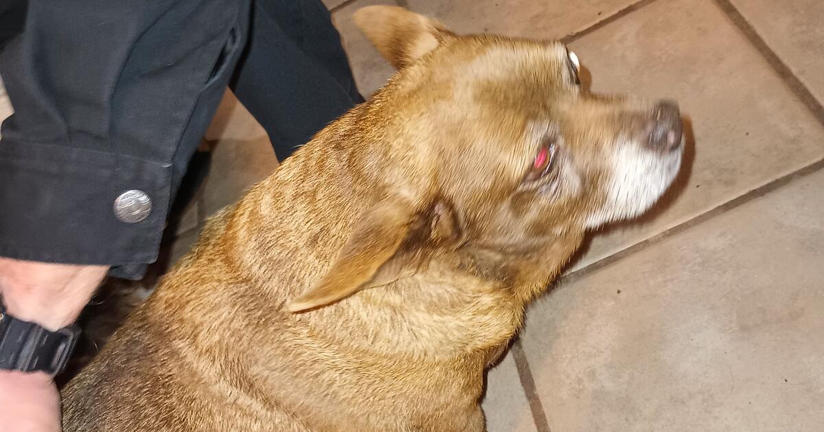 Two Dogs Need A Home in Pismo Beach, CA | For Sale & Free — Nextdoor