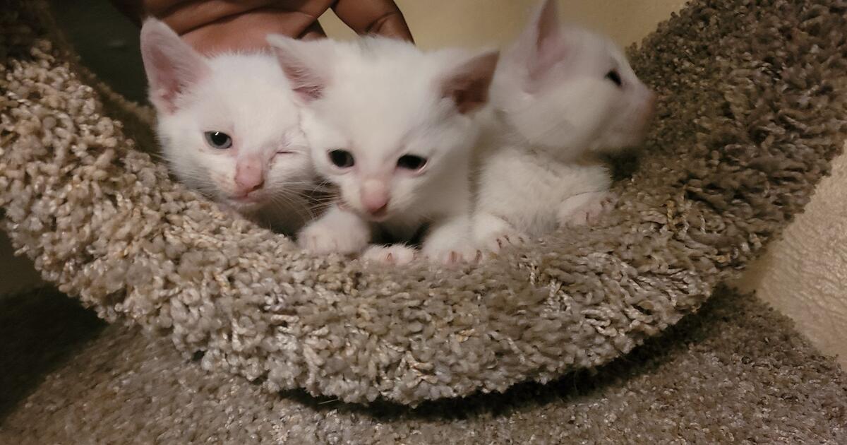 SNOW WHITE Alabama Kittens for Free in Garland, TX | For Sale & Free ...