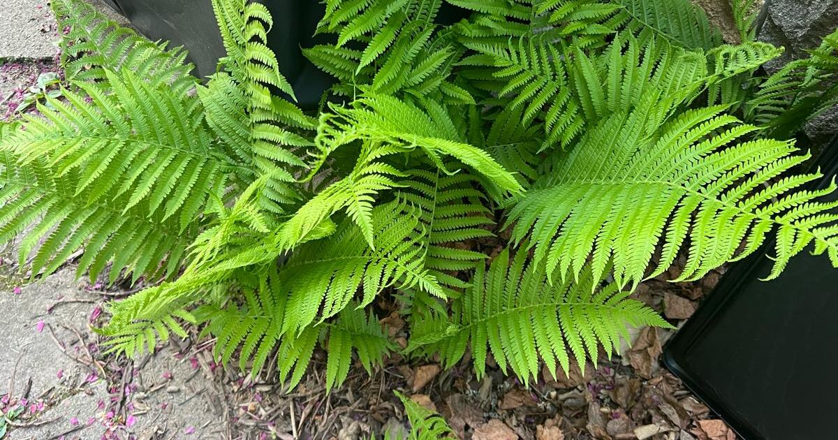 Ferns and laniastrum for shade for Free in Minneapolis, MN | For Sale ...