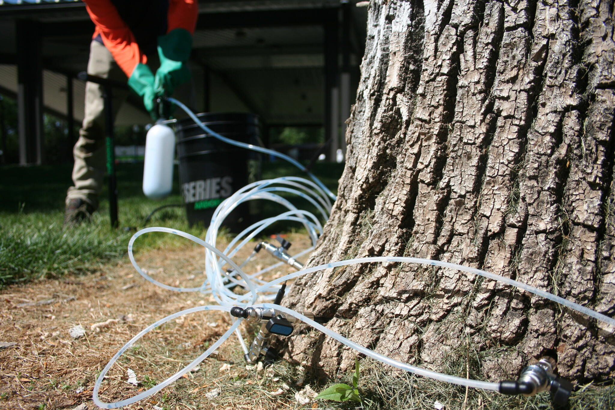 The emerald ash borer is an invasive beetle that's been spotted in our ...