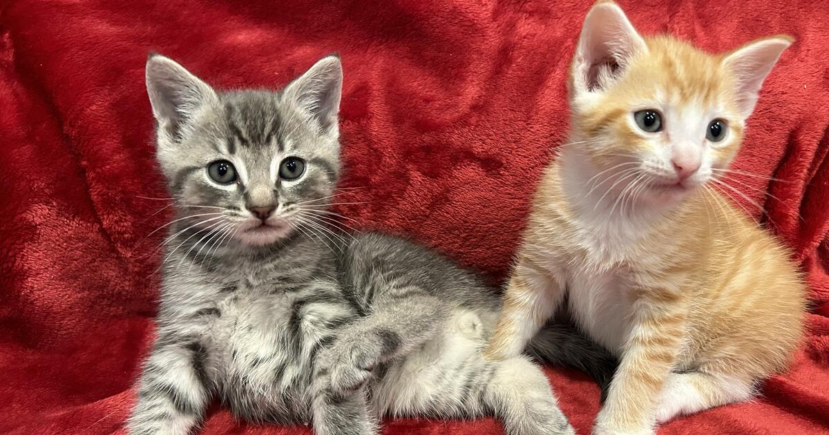 Adorable Kittens looking for new home for Free in Durham, NC | For Sale ...