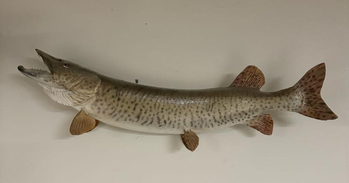 38 inch muskie wall mount. for $50 in Oxford, MI | For Sale & Free ...