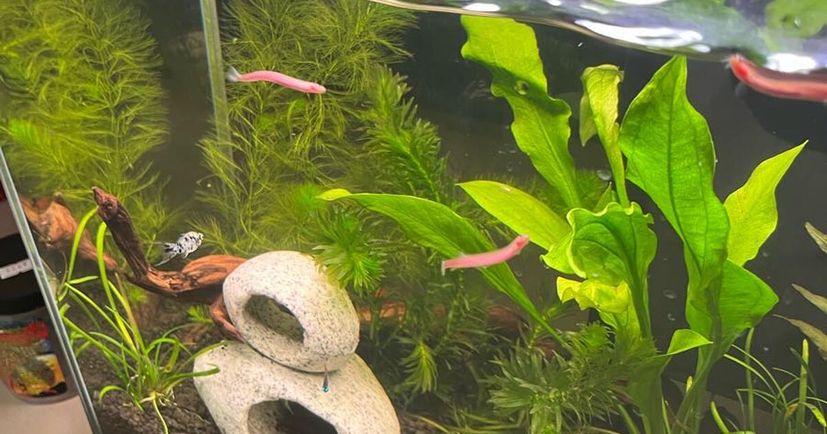 Please Adopt Purple Kuhli Loaches for Free in Alamo, CA | For Sale ...