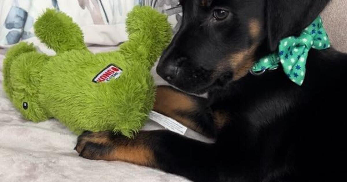 Dad is AKC Doberman pinscher & mom German shepherd/black lab mix ️ for ...