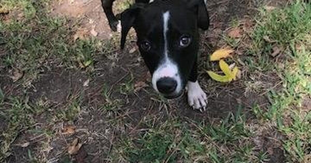 GOOD HOME NEEDED in Conroe, TX | For Sale & Free — Nextdoor