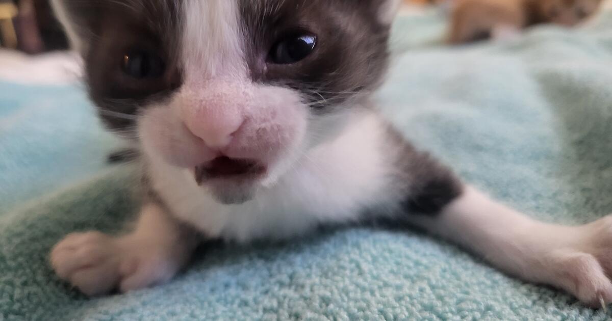 Hemingway/Polydactyl Kittens Looking For A Furever Family for $50 in ...