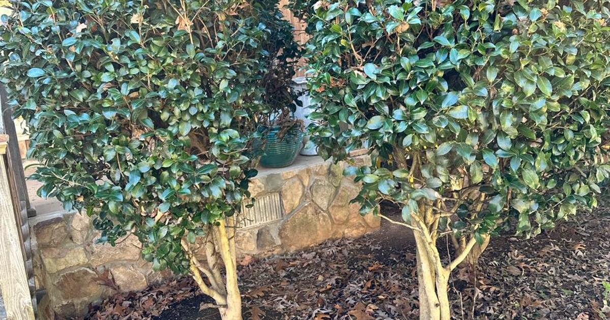FREE Mature Camellia Trees for Free in Summerfield, NC | For Sale ...