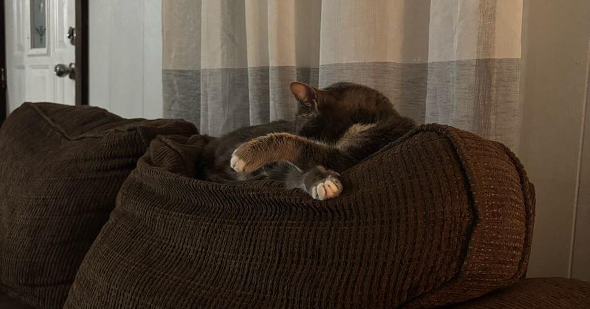 Well behaved guy! for Free in Waterville, NY | For Sale & Free — Nextdoor