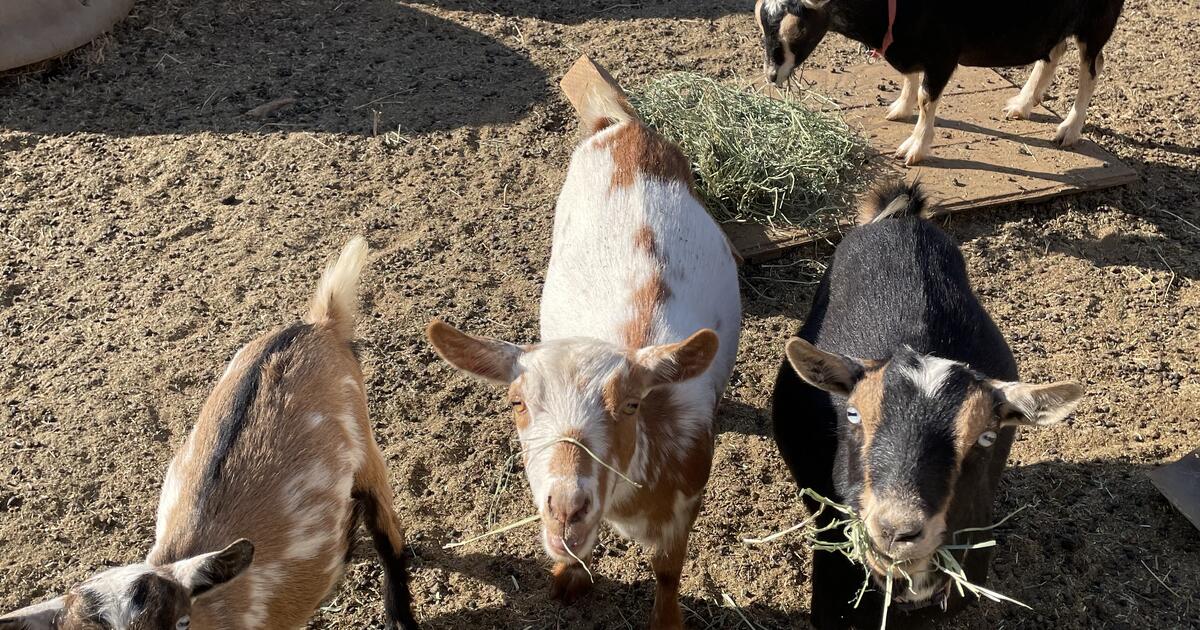 Got goats? for $105 in Jamestown, CA | For Sale & Free — Nextdoor