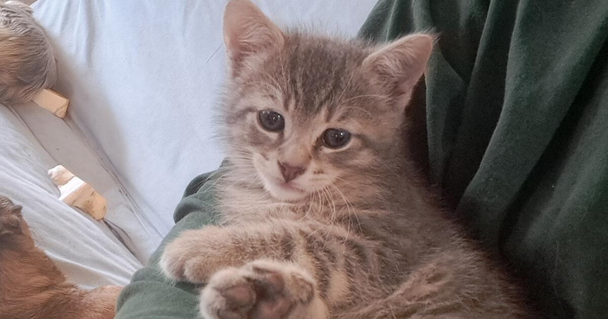Free Male Kitten in Central, SC | For Sale & Free — Nextdoor