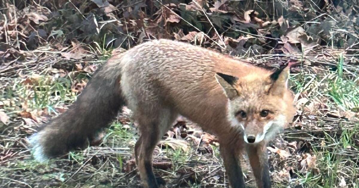 Introducing Mr.Red Fox in Hansville, WA | For Sale & Free — Nextdoor