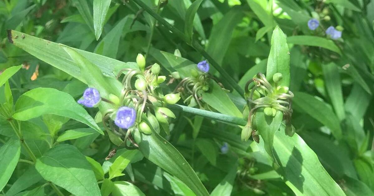 FREE Native Plants for Free in Houston, TX | For Sale & Free — Nextdoor