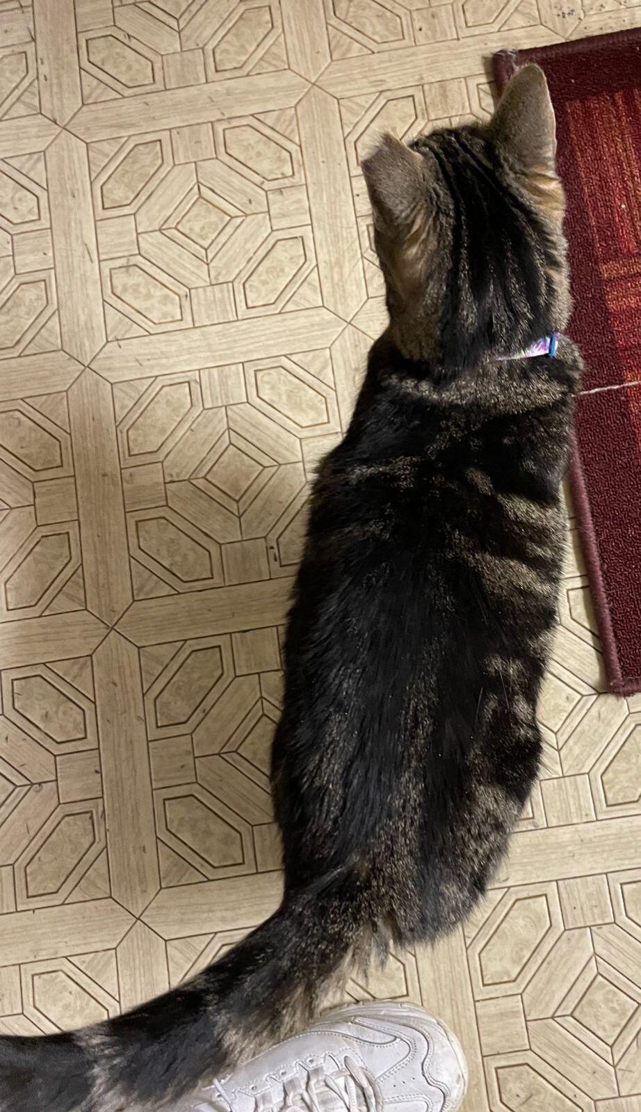 Cat Needs New Home for Free in Pittsburgh, PA | For Sale & Free — Nextdoor