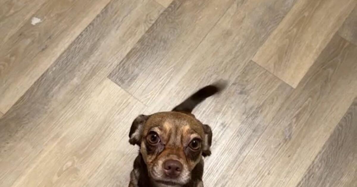 Finding a Home For Luna for Free in Marietta, GA | For Sale & Free ...