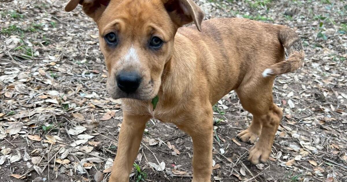 Perfect puppy up for adoption! for Free in Austin, TX | For Sale & Free ...