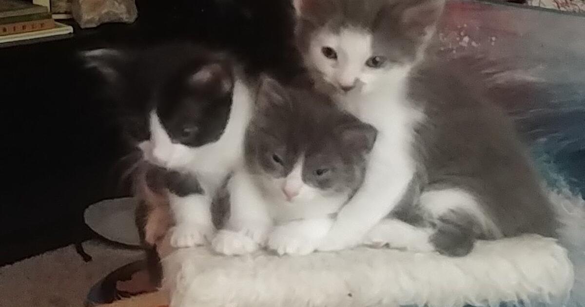 Free Kittens Need Loving Homes for Free in Long Beach, CA | Finds ...