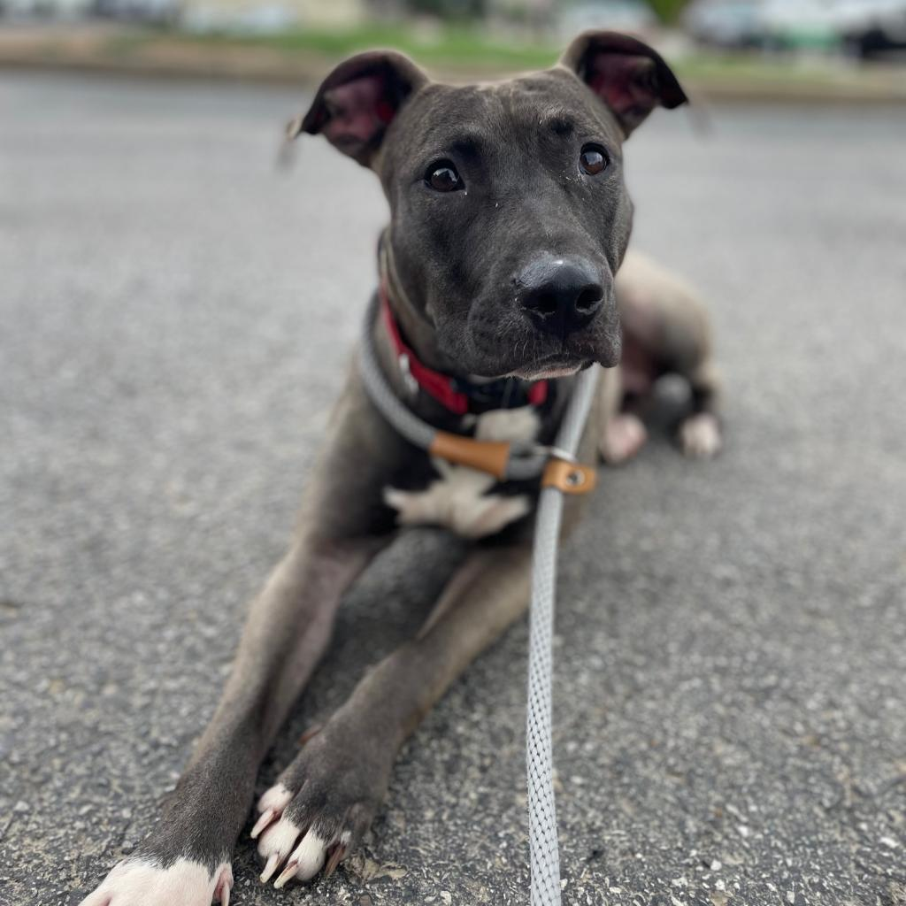 Found Dog Virginia and Highway 55 (City of St. Louis) — Nextdoor — Nextdoor