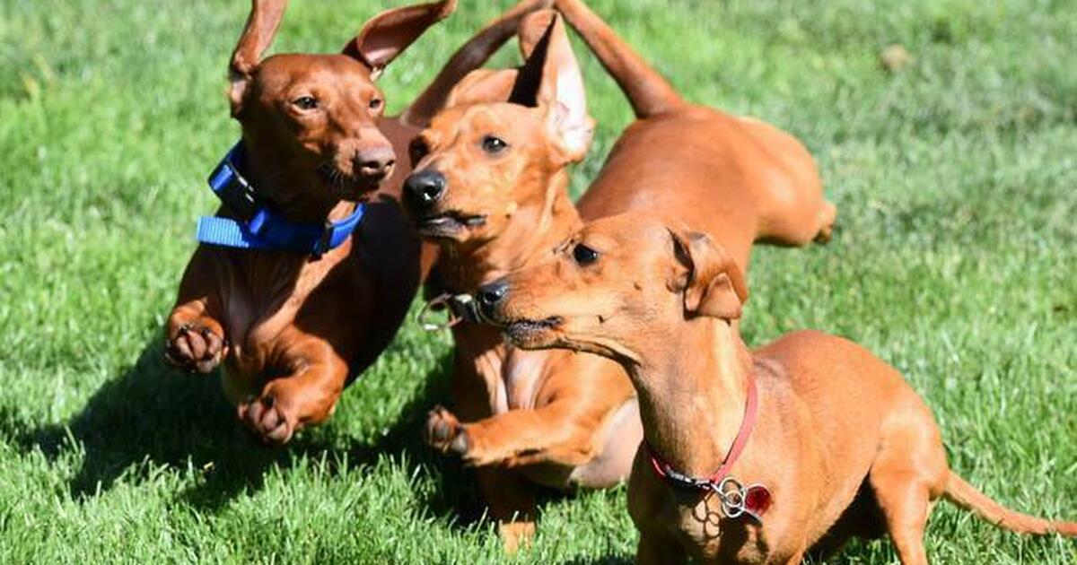 Adoptable small dogs from a dog rescue, we adopt more than dachshunds ...