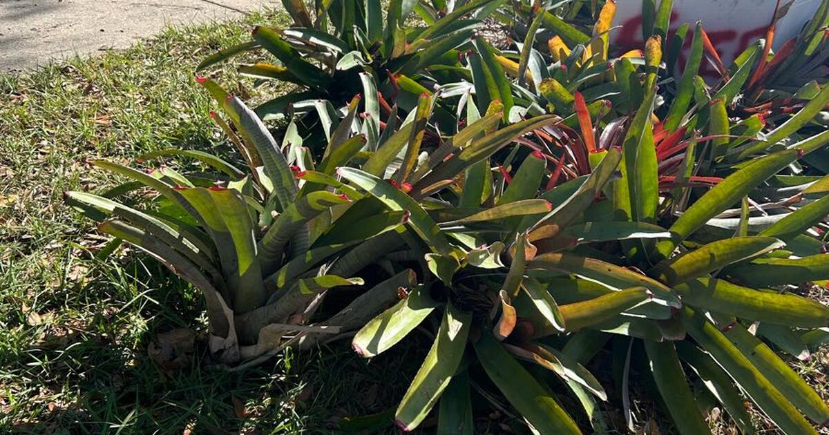 Free plants for Free in Tampa, FL | For Sale & Free — Nextdoor