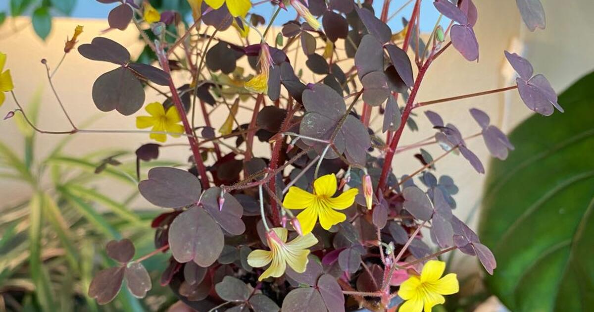 Oxalis Zinfandel for $10 in San Francisco, CA | Finds — Nextdoor