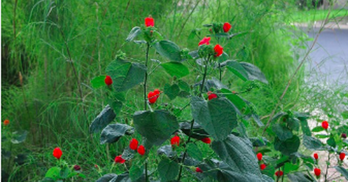 Turks Cap - rooted cuttings for Free in El Cerrito, CA | Finds — Nextdoor