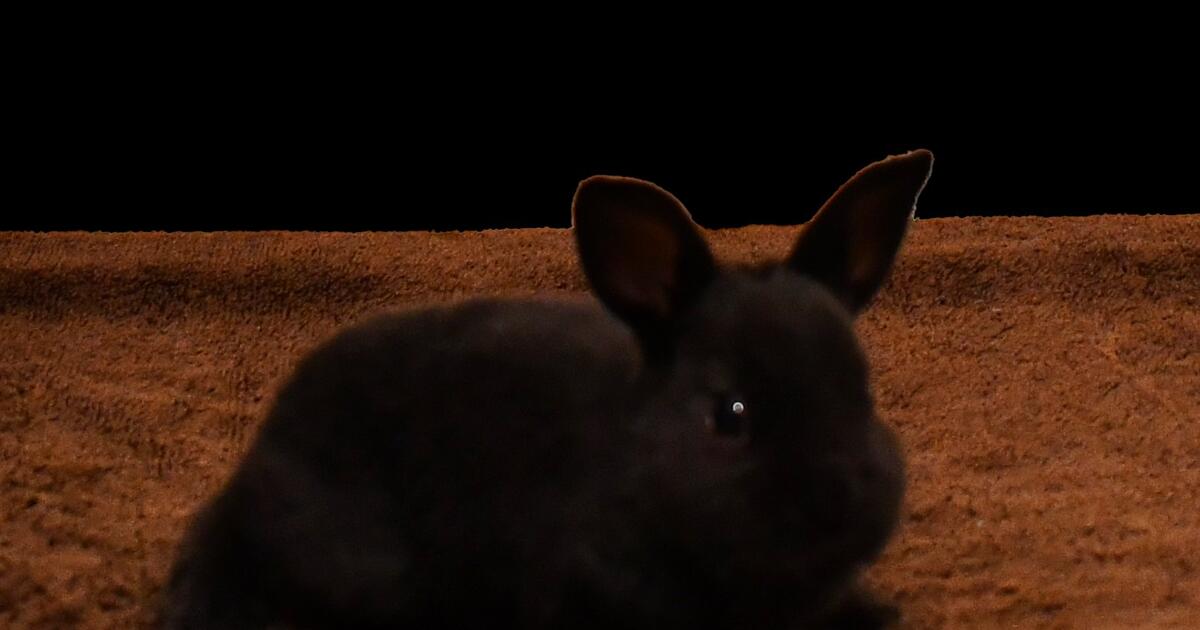 Rex Rabbit Kits Looking for Loving Homes for Free in Erie, CO | For ...