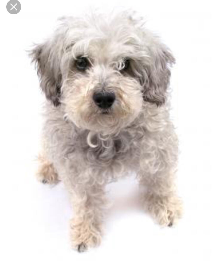 Help needed locating dog in Merrick section (West Springfield Police ...