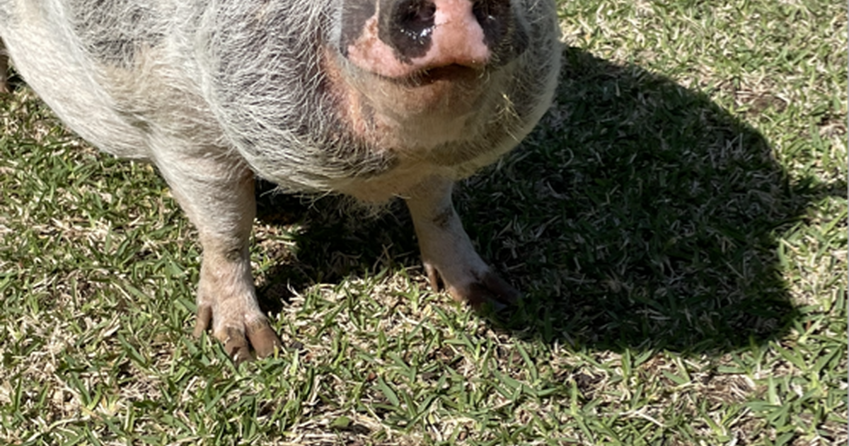 Pig for free for Free in Joshua, TX | Finds — Nextdoor
