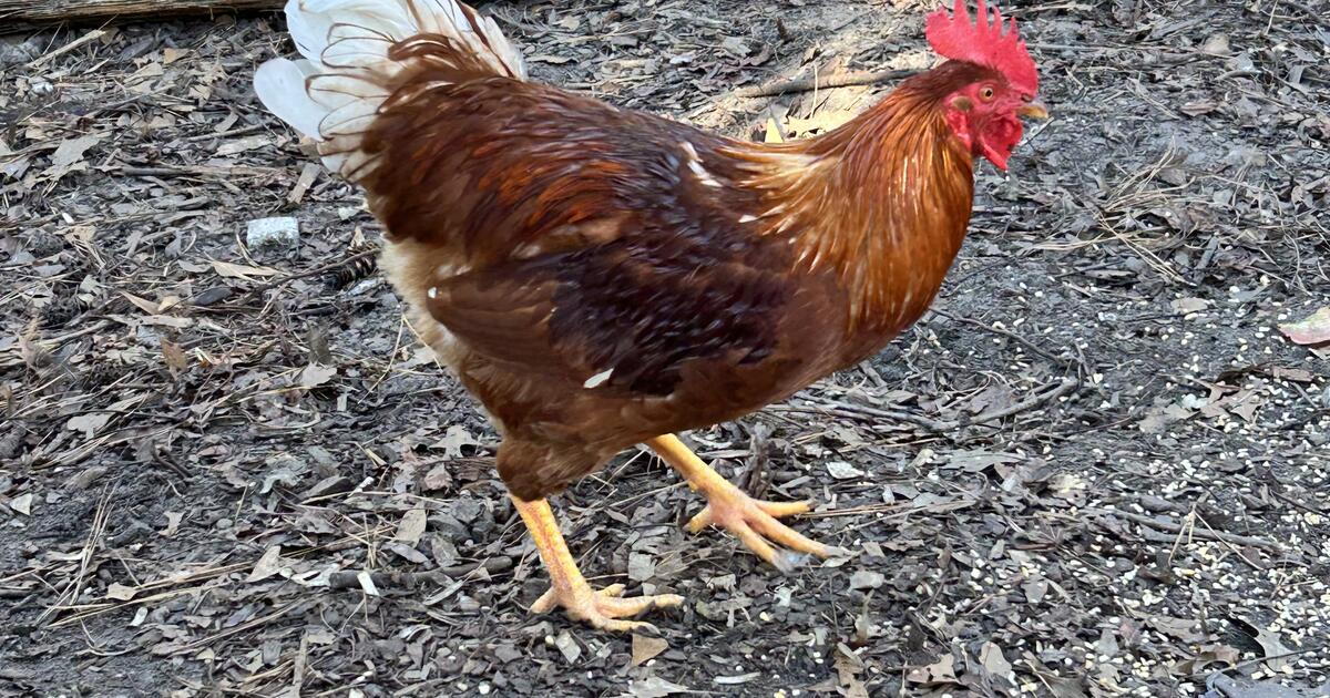 Rooster for Free in Wilmington, NC | For Sale & Free — Nextdoor