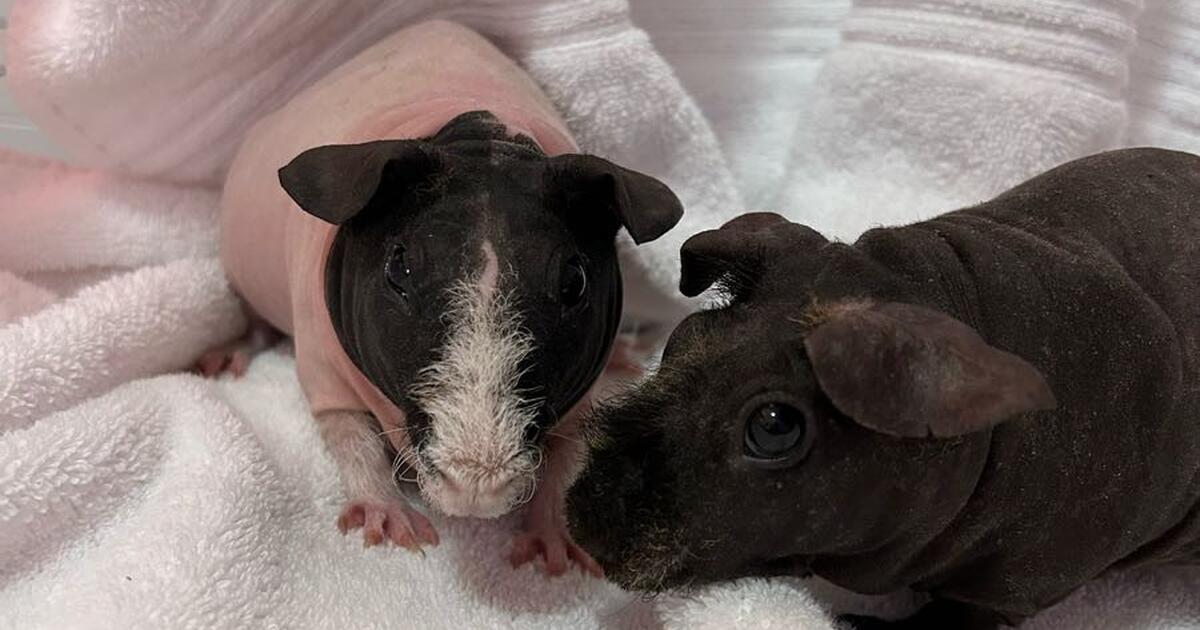 Skinny Pigs (hairless guinea pigs) for Free in Cary, NC | For Sale ...