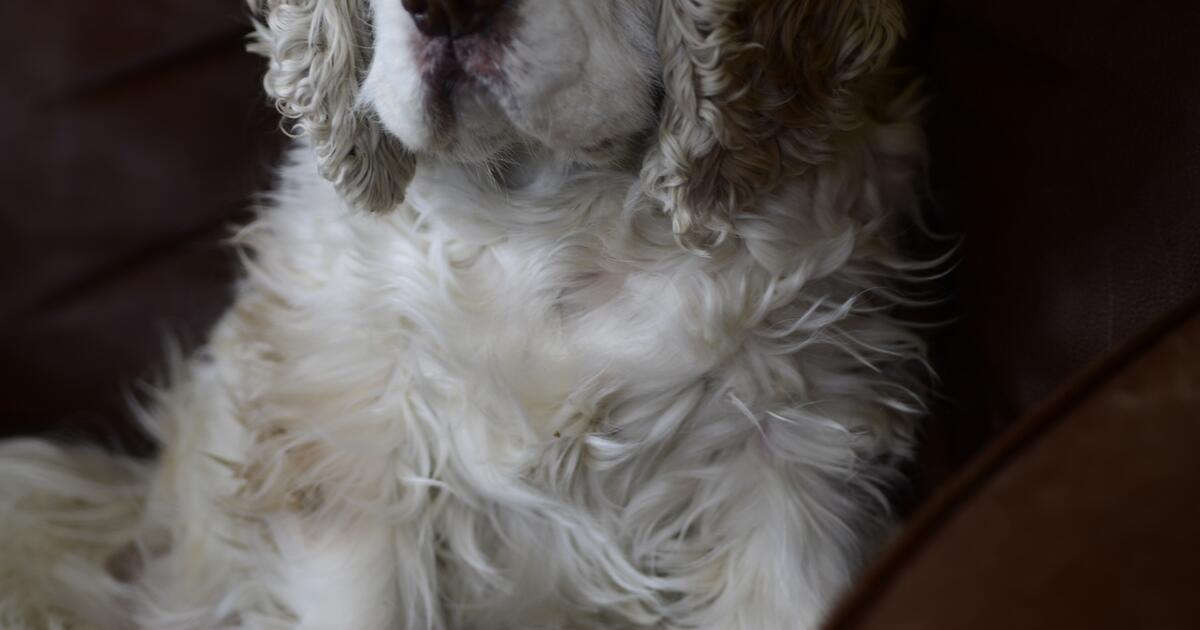 Lost Cocker Spaniel Female for Free in Vallejo, CA | For Sale & Free ...