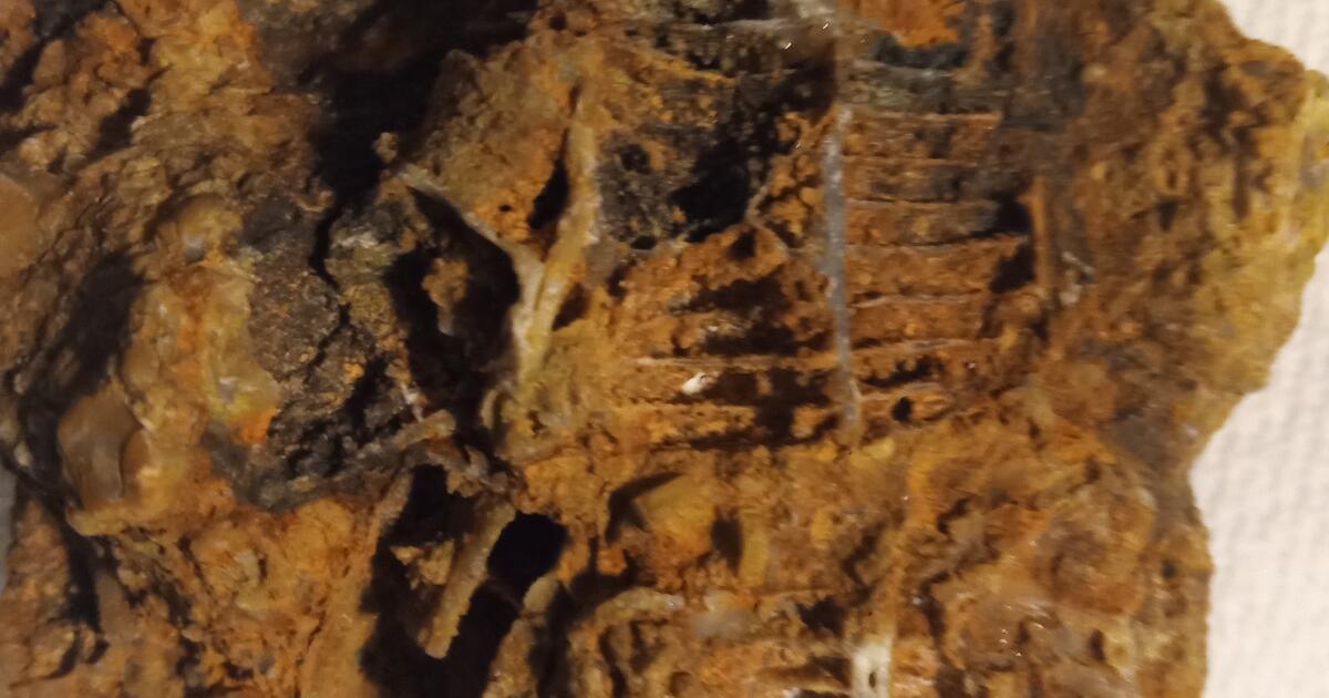 Fossils, rocks and quartz for $5 in Louisville, KY | Finds — Nextdoor