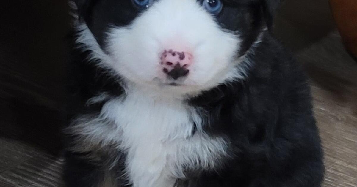 Toy and Mini Aussie puppies for $1050 in Broussard, LA | For Sale ...