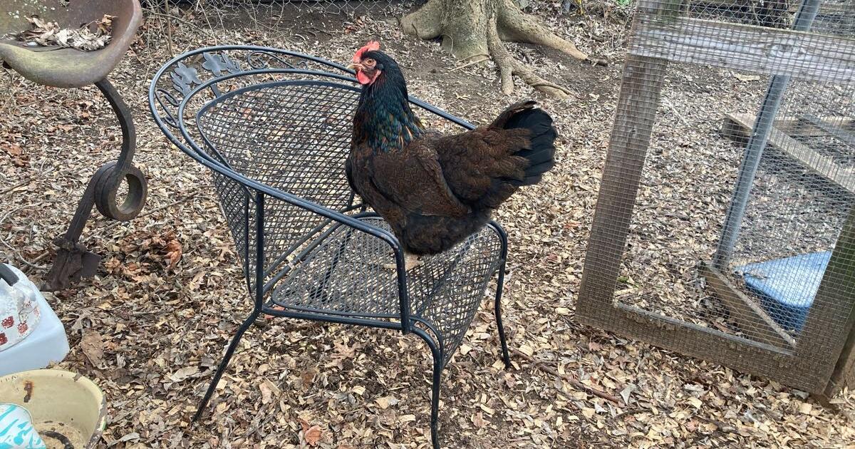 3 sweet hens looking for a new home for Free in Red Oak, TX | For Sale ...