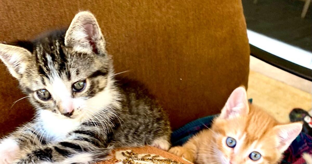 Free kittens for Free in Victorville, CA | For Sale & Free — Nextdoor