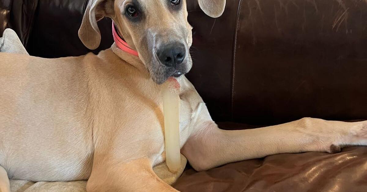 Great Dane in Lyman, SC | For Sale & Free — Nextdoor