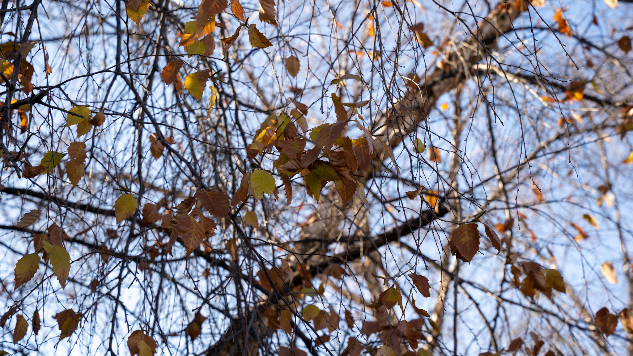 Leaves are falling fast, the weather’s getting chilly, and we're here ...