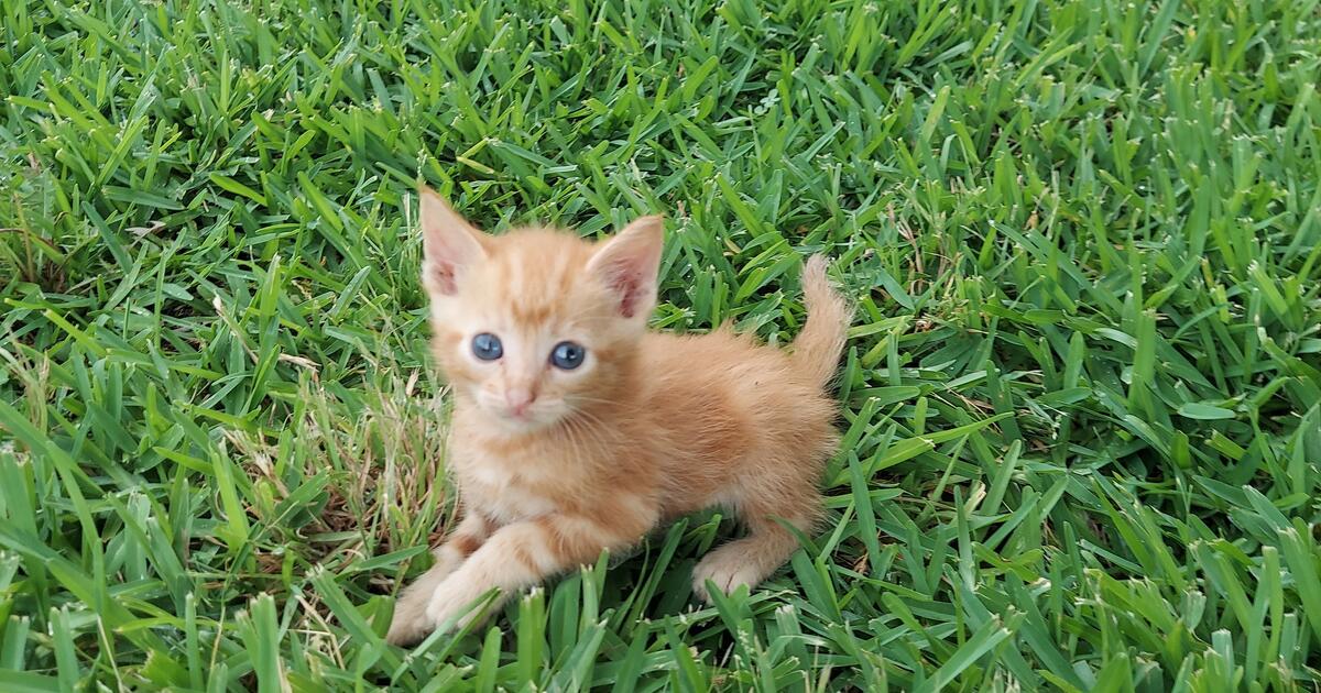 Free Kittes in Garland, TX | For Sale & Free — Nextdoor