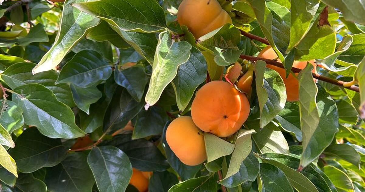 Persimmons (fuyu) fresh home grown for $1 in Castro Valley, CA | For ...