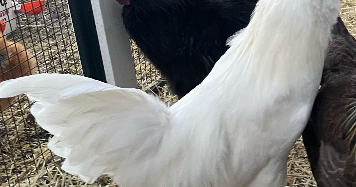 Beautiful roosters for Rehoming! for Free in San Antonio, TX | For Sale ...