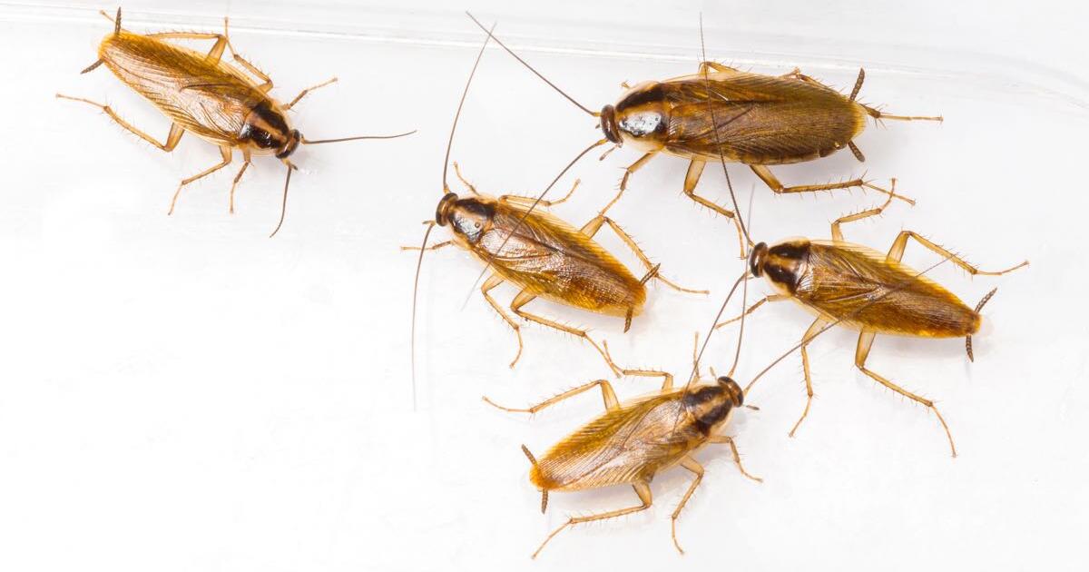 Have German roaches? for $50 in Longwood, FL | For Sale & Free — Nextdoor