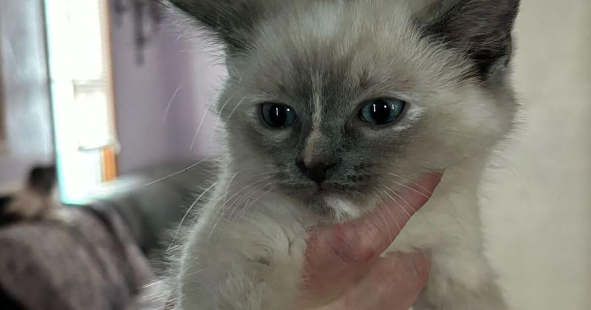 Polydactyl (Hemingway) kittens for sale! for $75 in Freedom, PA | For ...