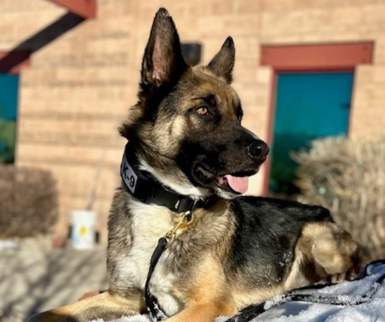 𝐑𝐢𝐟𝐥𝐞 𝐏𝐨𝐥𝐢𝐜𝐞 𝐃𝐞𝐩𝐚𝐫𝐭𝐦𝐞𝐧𝐭 𝐖𝐞𝐥𝐜𝐨𝐦𝐞𝐬 𝐊𝟗 𝐀𝐩𝐨𝐥𝐥𝐨 𝐭𝐨 𝐭𝐡𝐞 𝐓𝐞𝐚𝐦 (Rifle Police ...